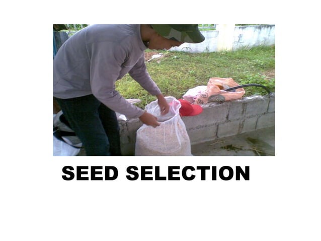SEED SELECTION.pptx | Agriculture | Industries