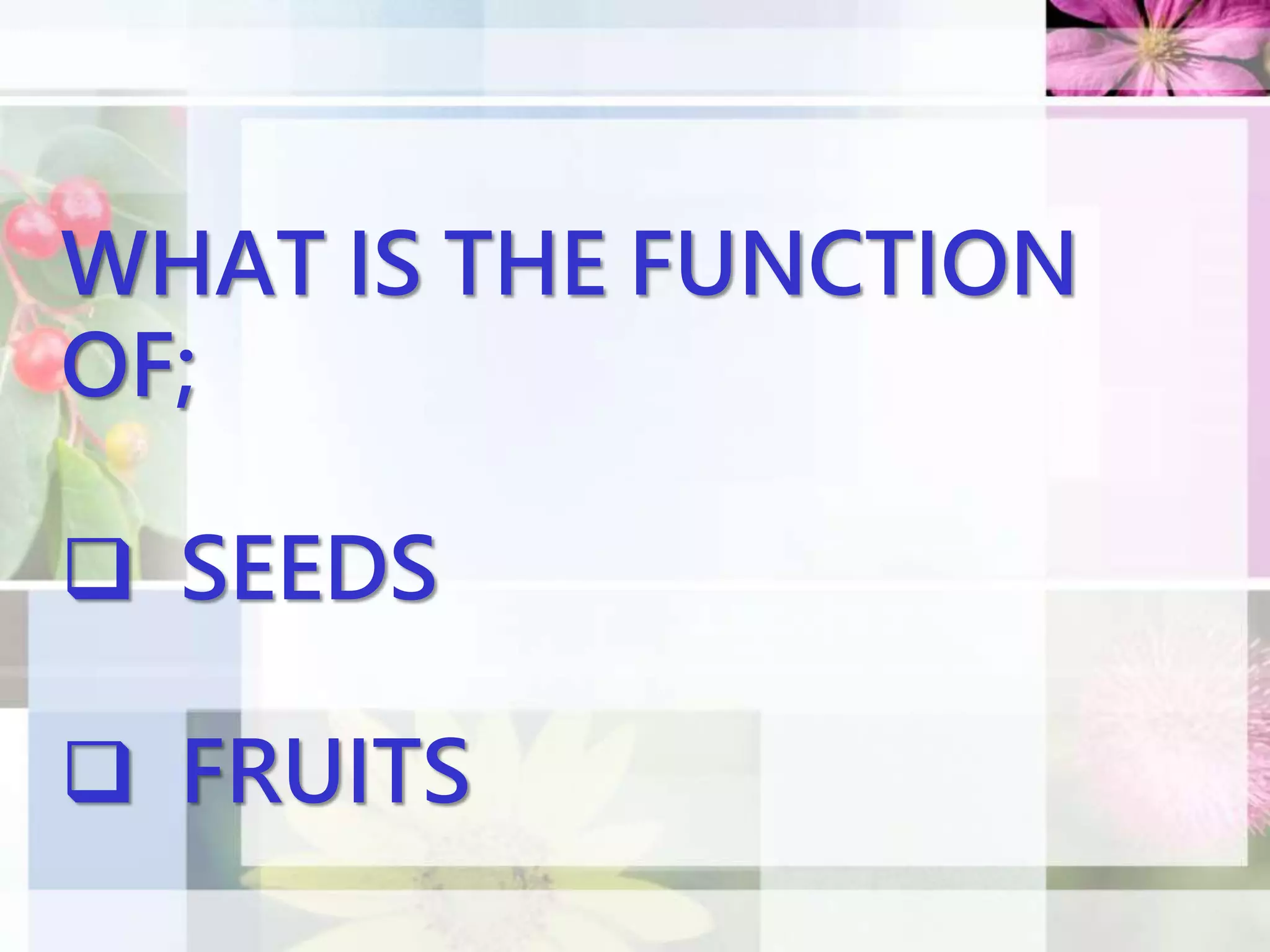 seeds & fruit.ppt