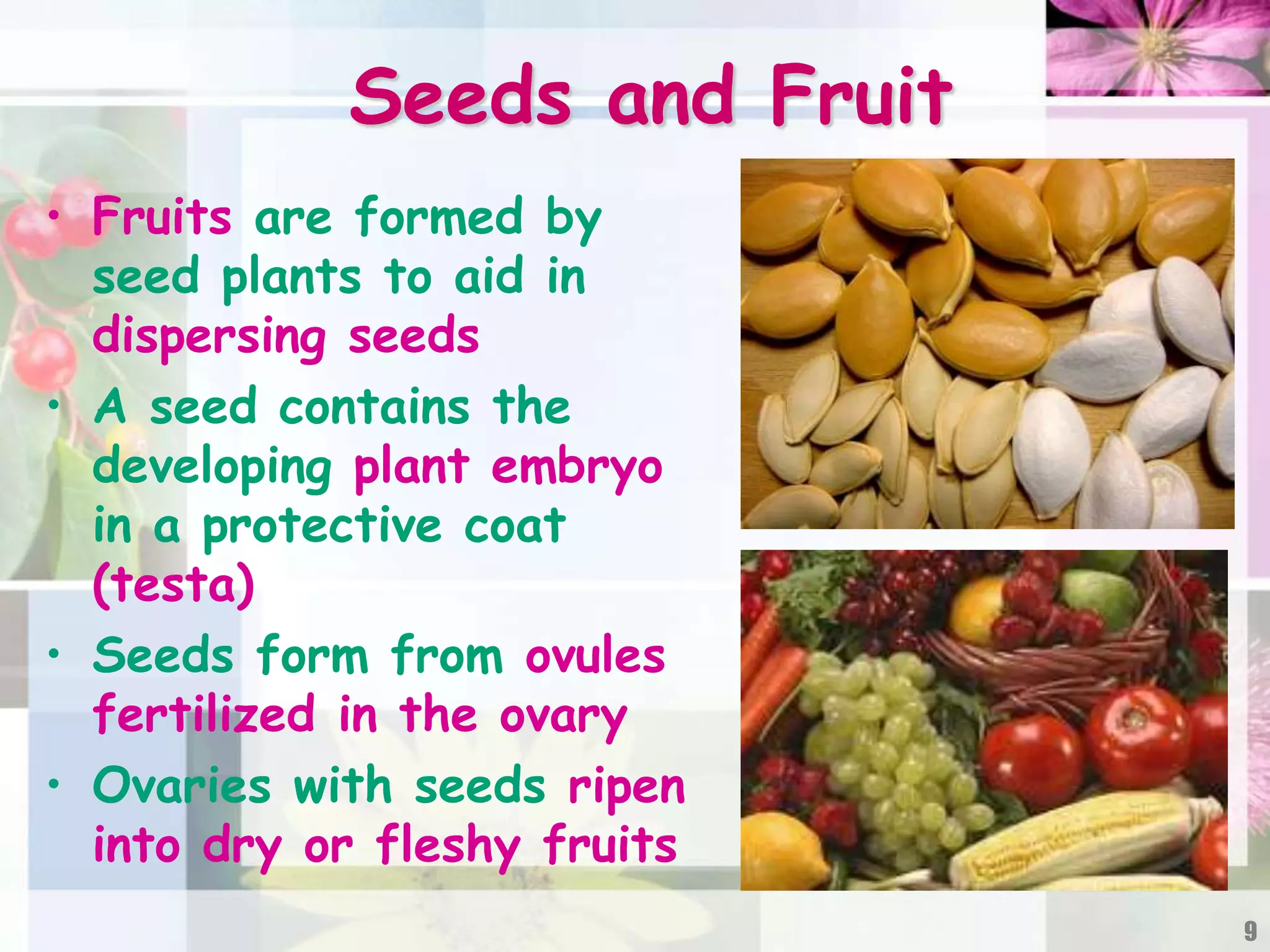 seeds & fruit.ppt | Free Download