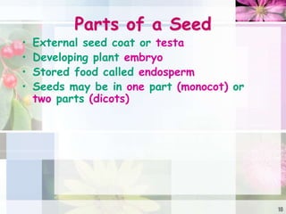 seeds & fruit.ppt