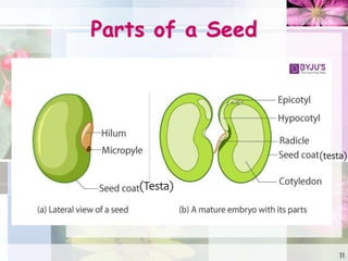 seeds & fruit.ppt