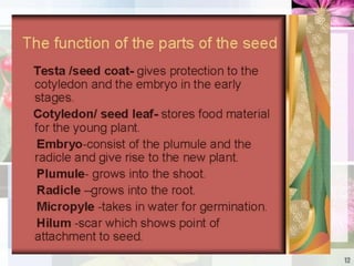 seeds & fruit.ppt