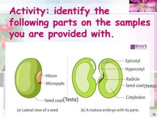 seeds & fruit.ppt