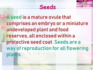 seeds & fruit.ppt