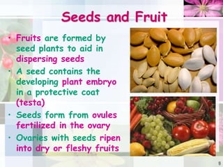seeds & fruit.ppt