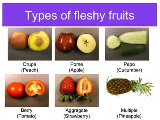 Pepo Fruit Diagram