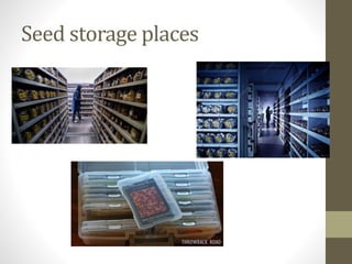 Seed Storage | PPTX