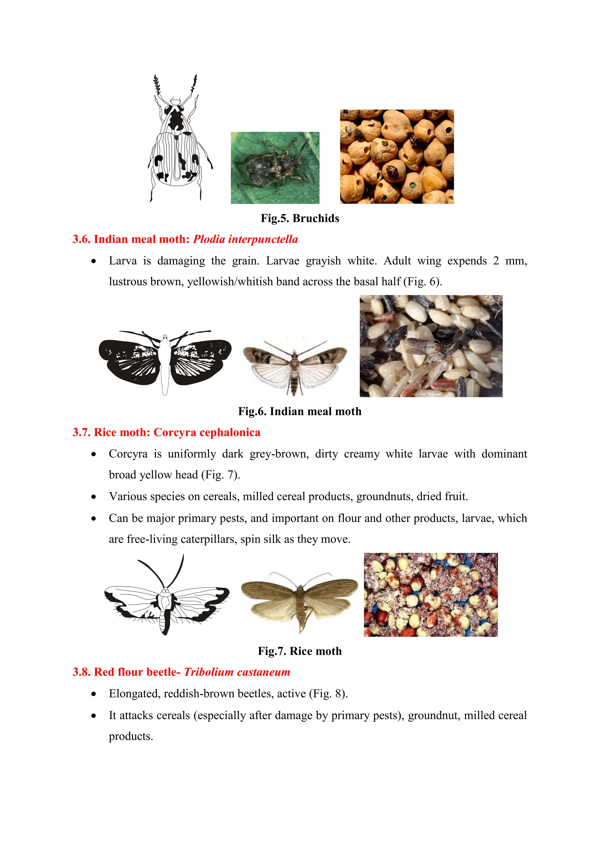 SEED SCIENCE & TECHNOLOGY - SEED STORAGE INSECTS.pdf