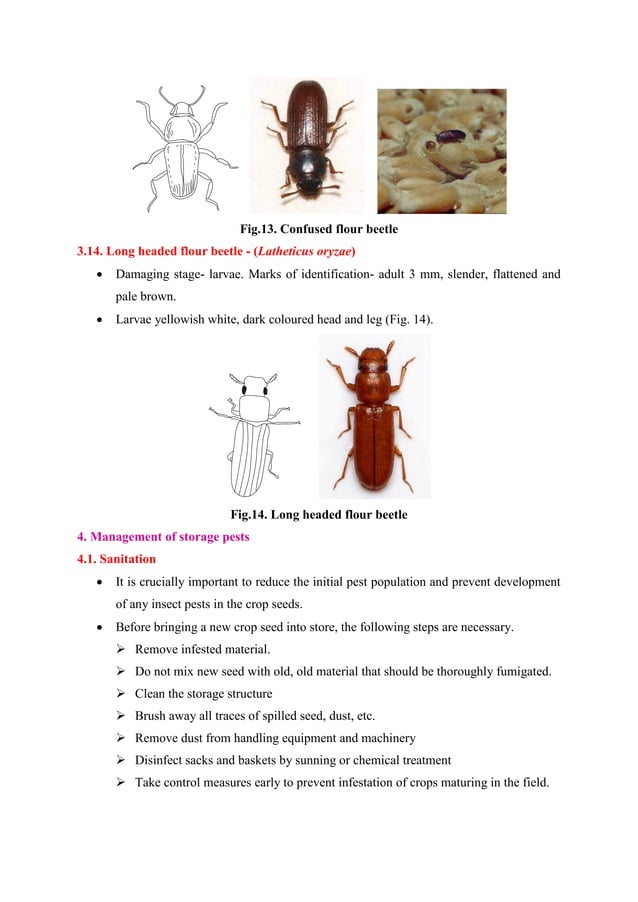 SEED SCIENCE & TECHNOLOGY - SEED STORAGE INSECTS.pdf | Agriculture ...