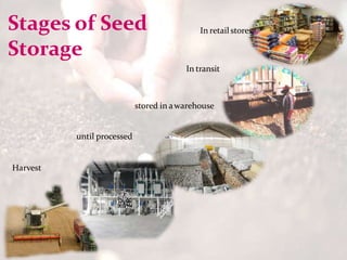 Seed Storage PPT.pptx