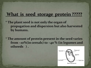 seedstorageprotein.pptx