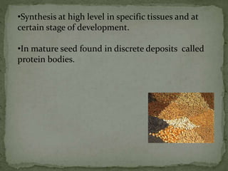 seedstorageprotein.pptx
