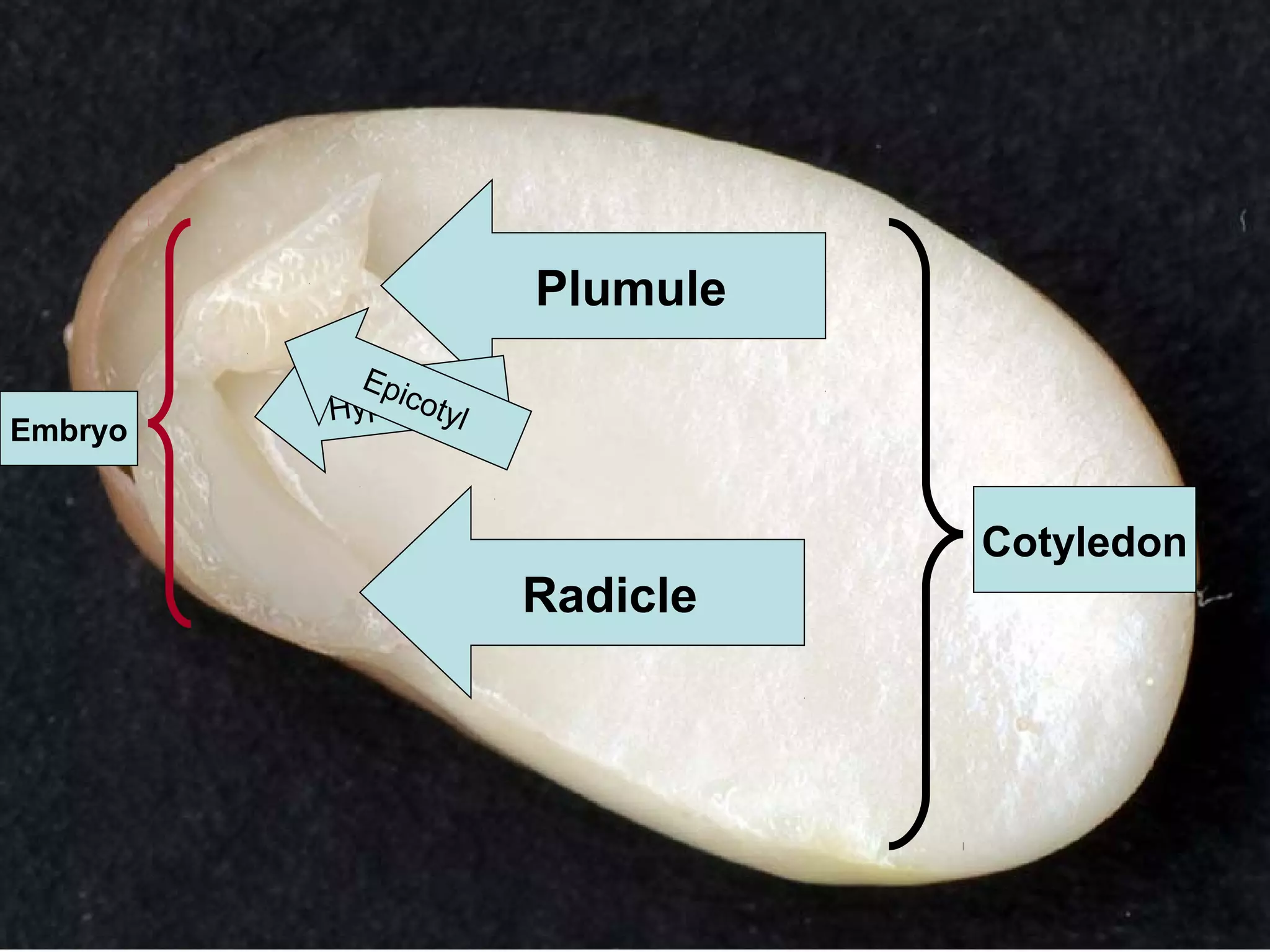 Seed structure | PPT