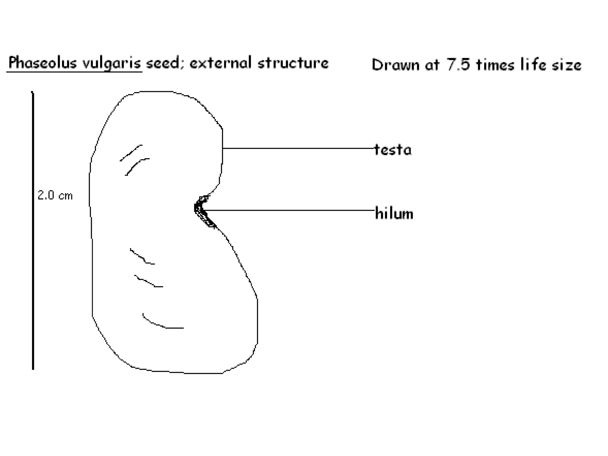 Seed structure | PPT