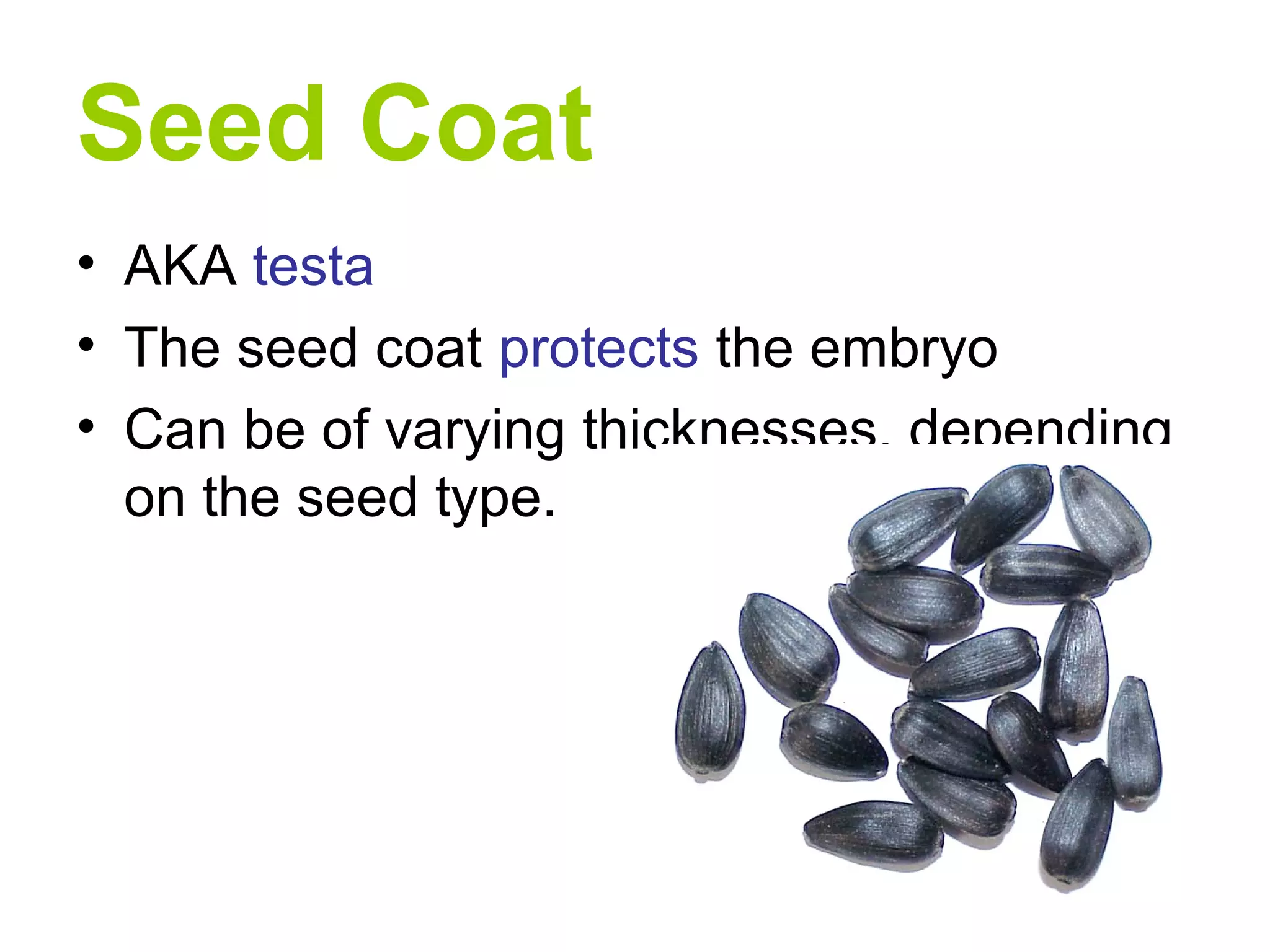 Seed structure | PPT