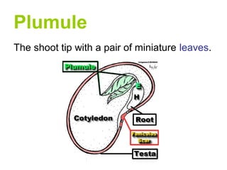 Seed structure | PPT