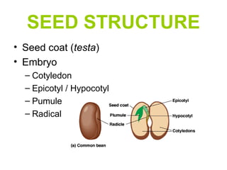 Seed structure | PPT