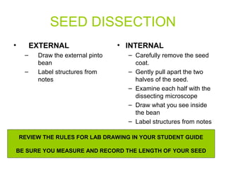 Seed structure | PPT