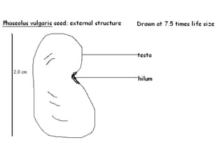 Seed structure | PPT