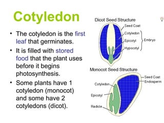 Seed structure | PPT