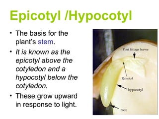 Seed structure | PPT