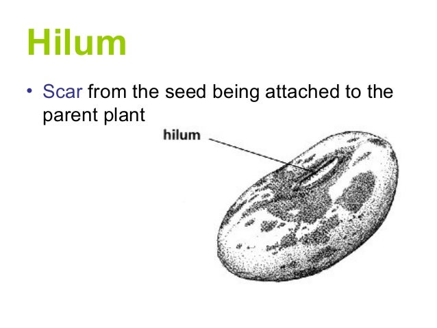 Seed structure