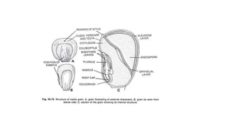 seed structure.pptx