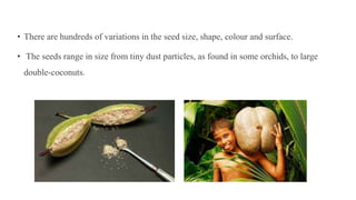 seed structure.pptx