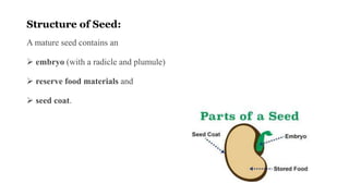 seed structure.pptx