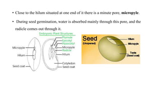 seed structure.pptx