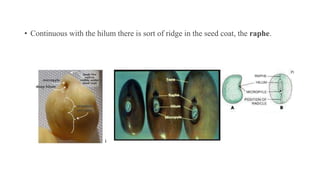 seed structure.pptx