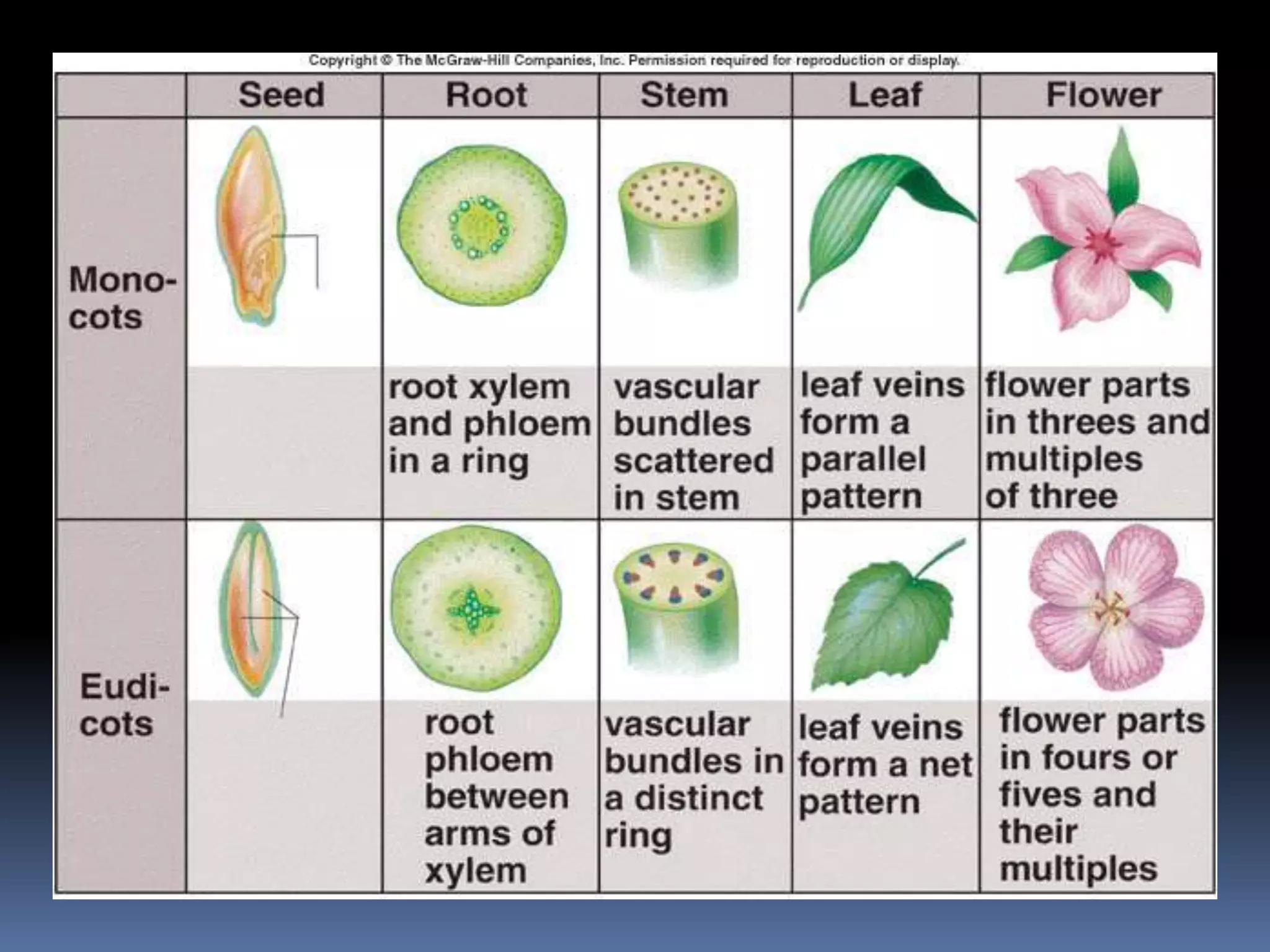 SEED STRUCTURE.ppt