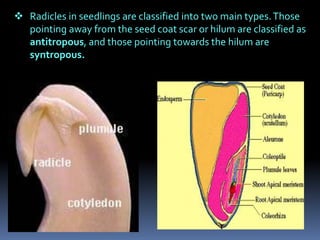 SEED STRUCTURE.ppt
