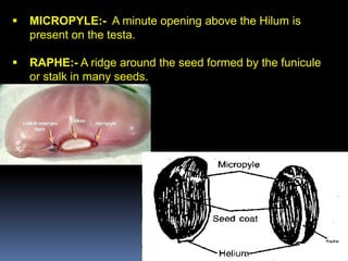 SEED STRUCTURE.ppt