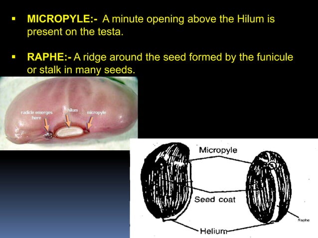 SEED STRUCTURE.ppt | Geology | Science