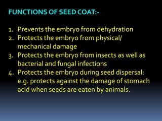 SEED STRUCTURE.ppt | Geology | Science