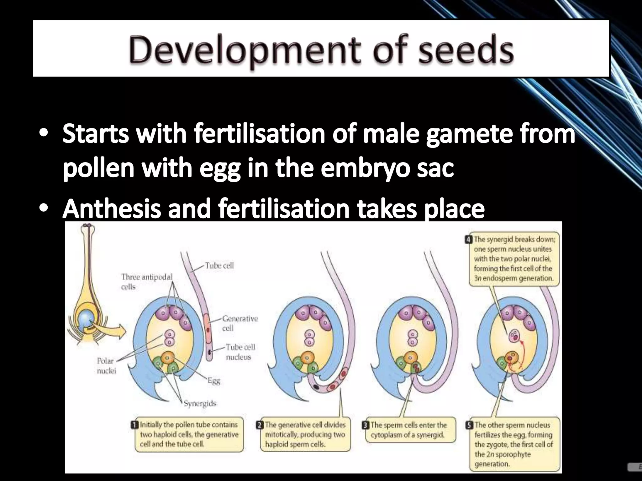 Seed structure and development | PPTX
