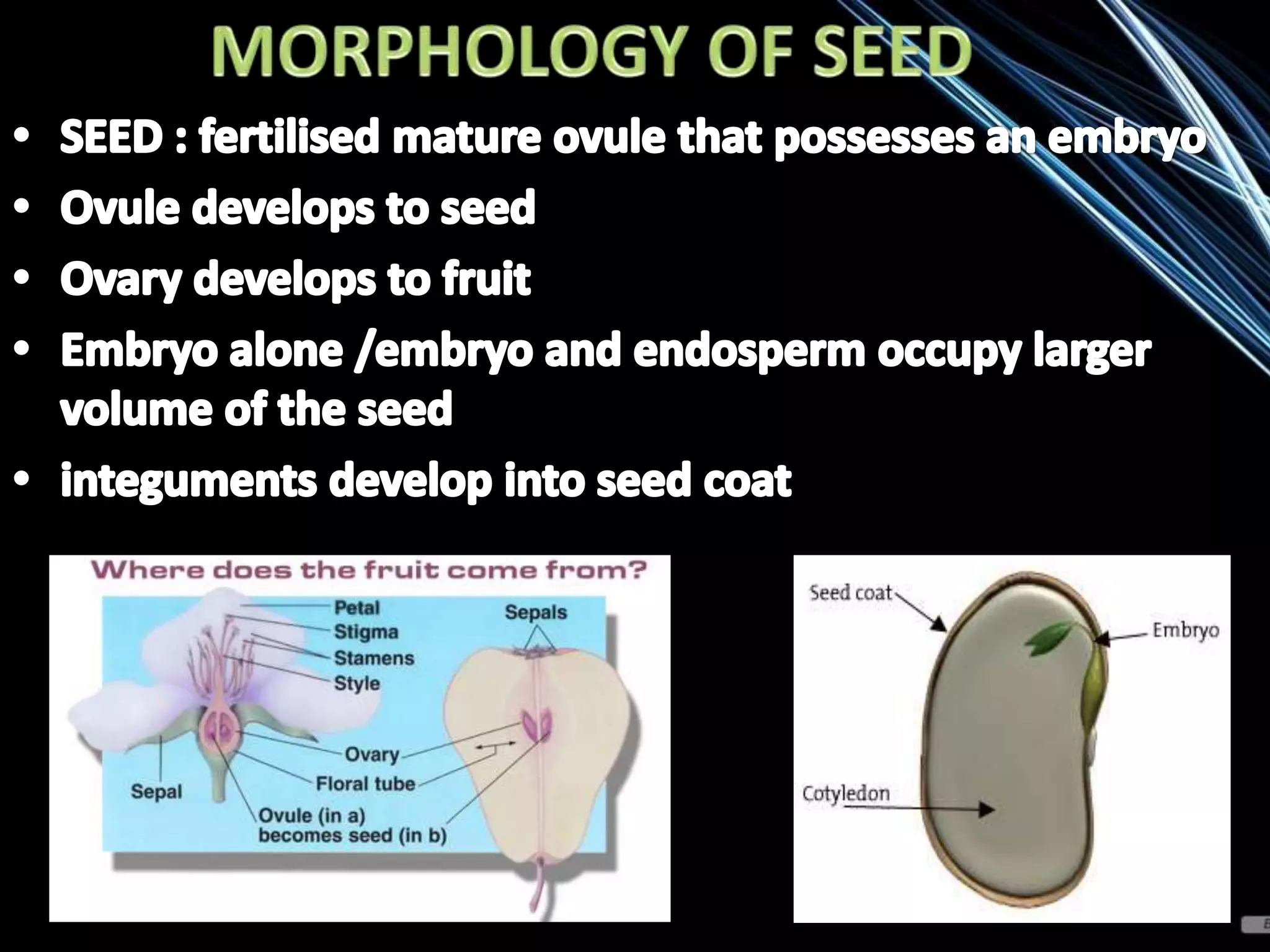 Seed structure and development | PPTX