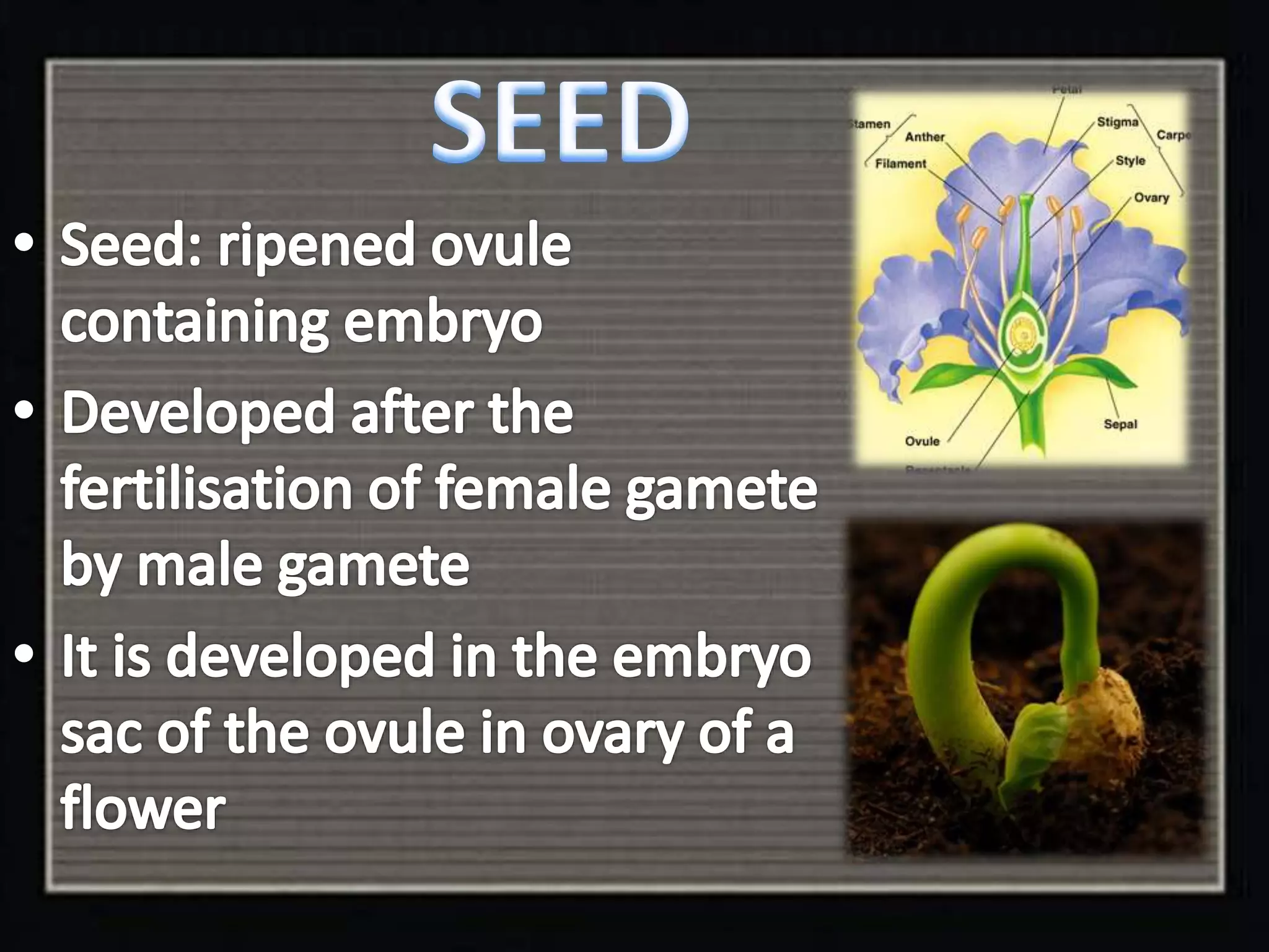 Seed structure and development | PPTX