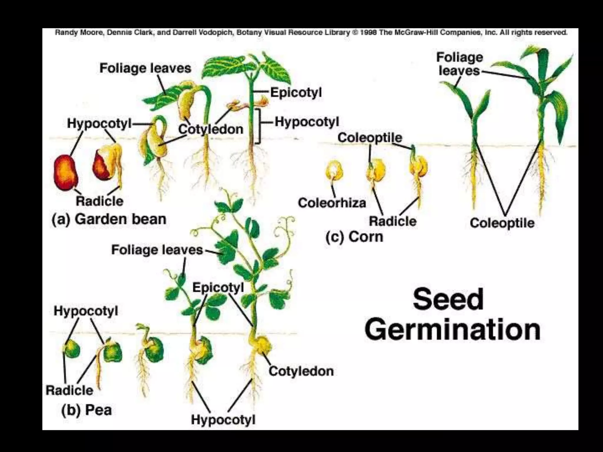 Seed structure and development | PPTX