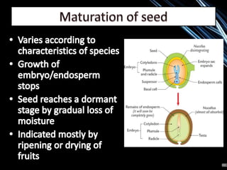 Seed structure and development | PPTX