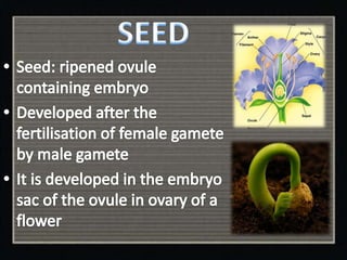 Seed structure and development | PPTX