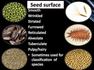 Seed structure and development | PPTX
