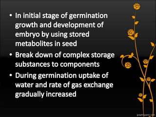 Seed Embryo Definition
