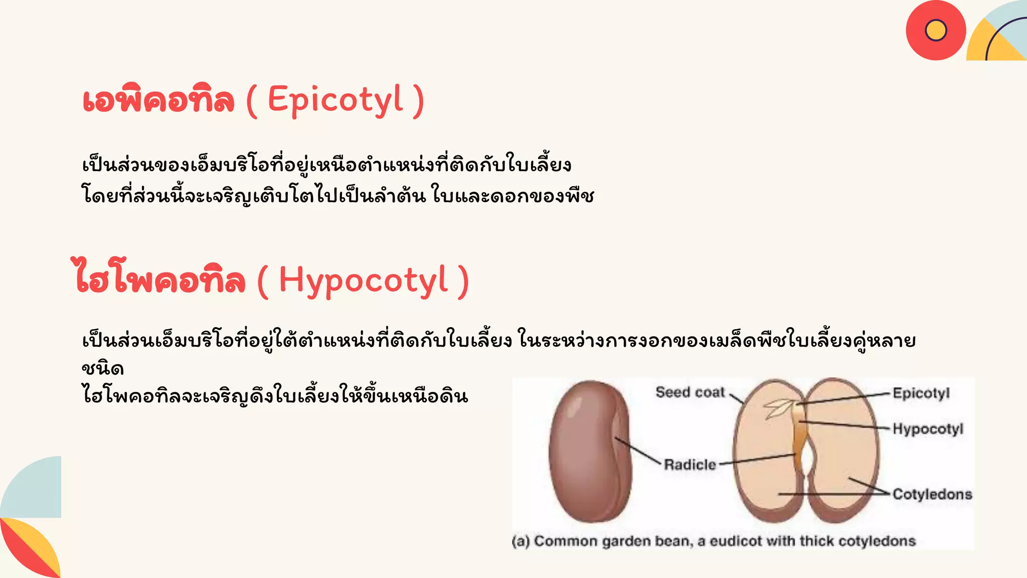 Seed structure and development | PDF