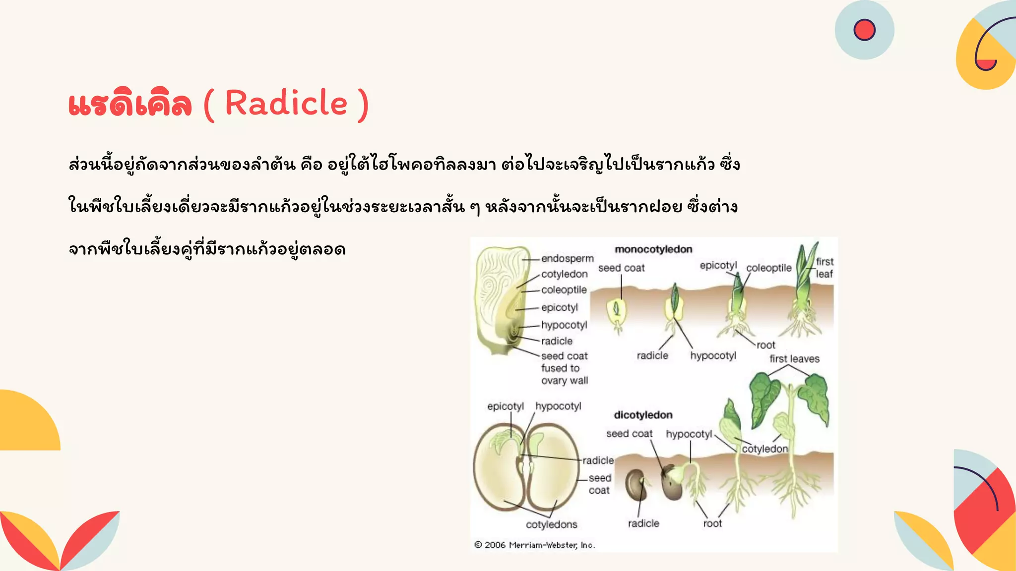 Seed structure and development | PDF
