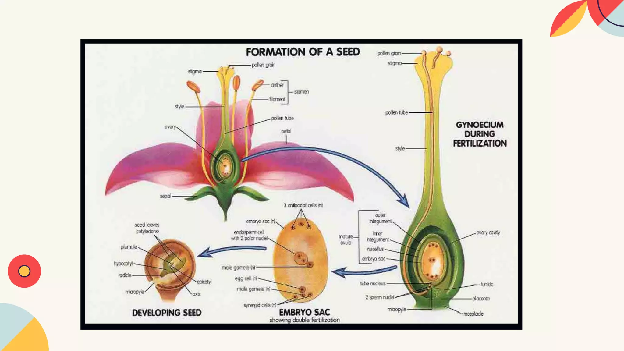 Seed structure and development | PDF