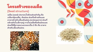 Seed structure and development | PDF