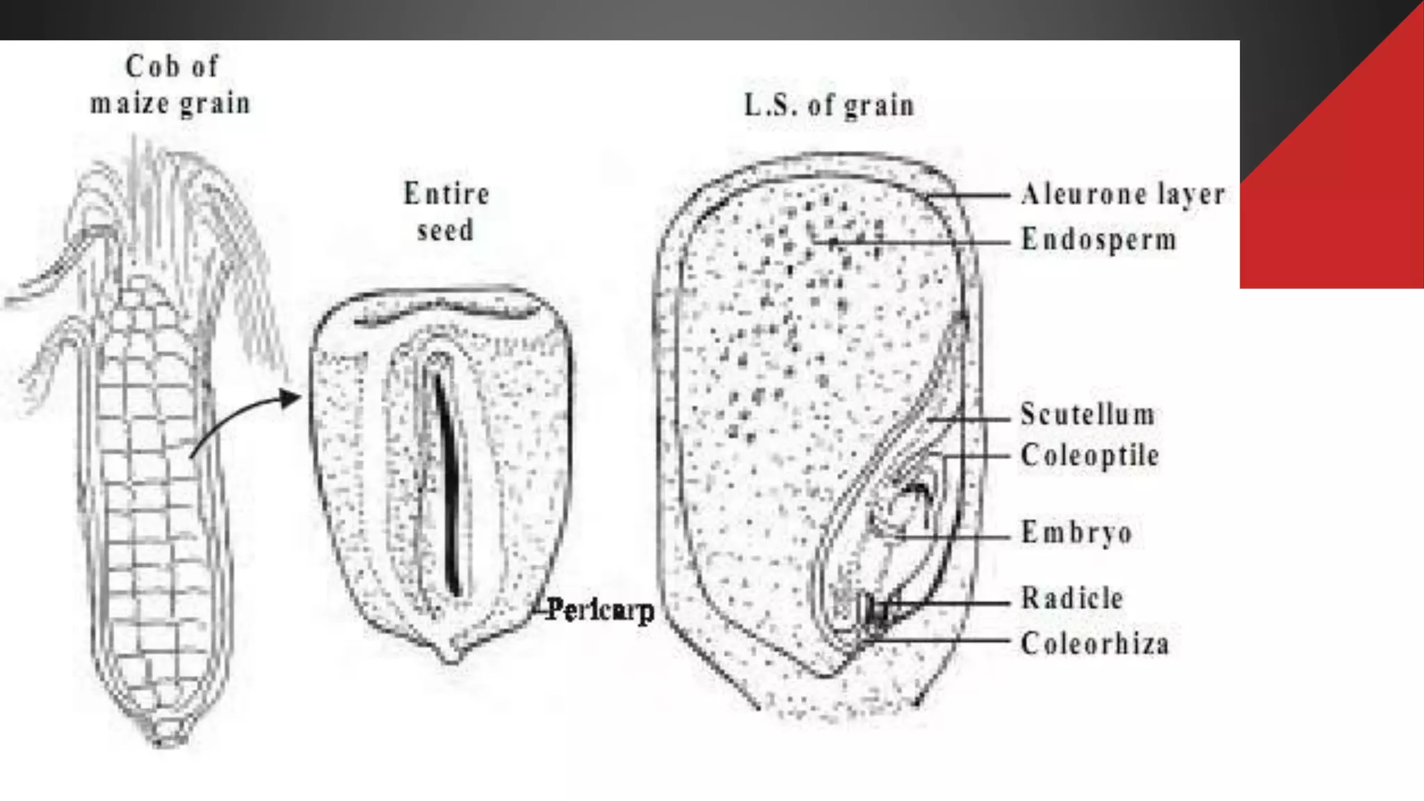 Seed structure and germination | PPTX