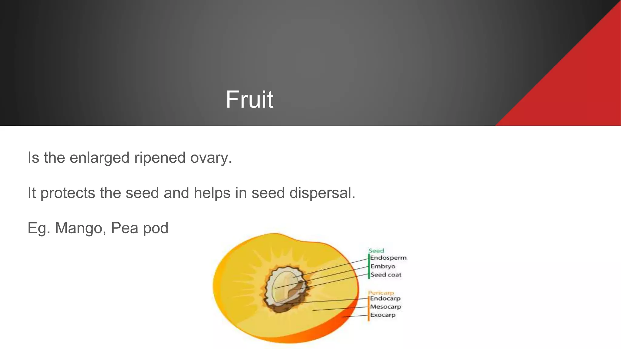 Seed structure and germination | PPTX